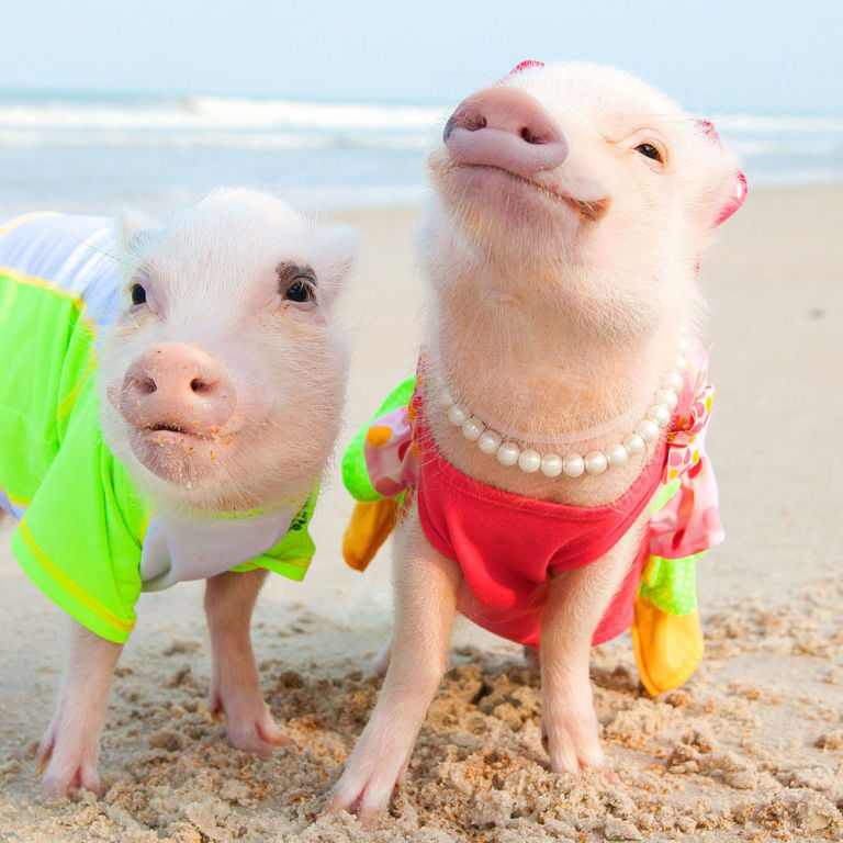 This Impossibly Glamorous Pig Pair Is Famous AF — a Superfan Explains Why
