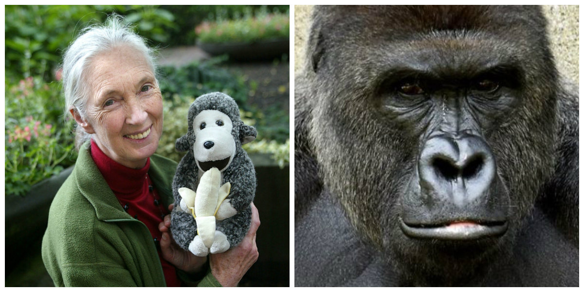 Jane Goodall Writes Letter to Cincinnati Zoo - Harambe the Gorilla May ...