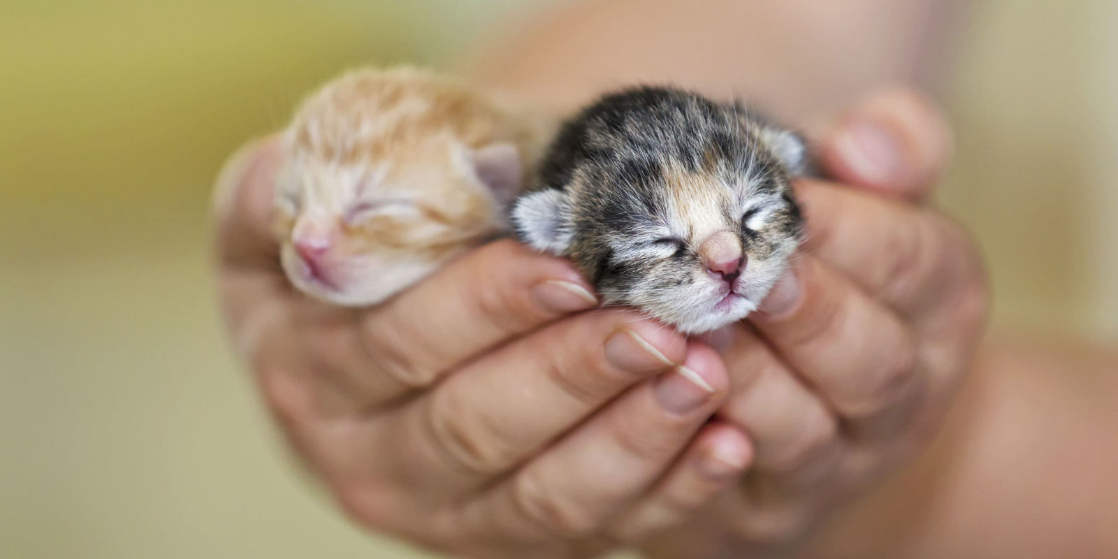 45 Teeny Baby Animals You'll Want to Put in Your Pocket