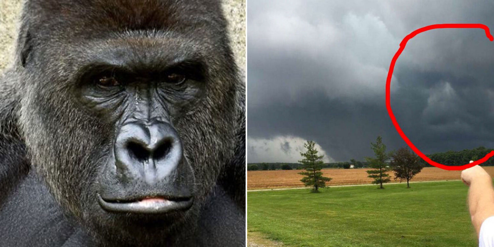 Harambe (RIP) Is Now Appearing in Magnificent Cloud Formations in Ohio